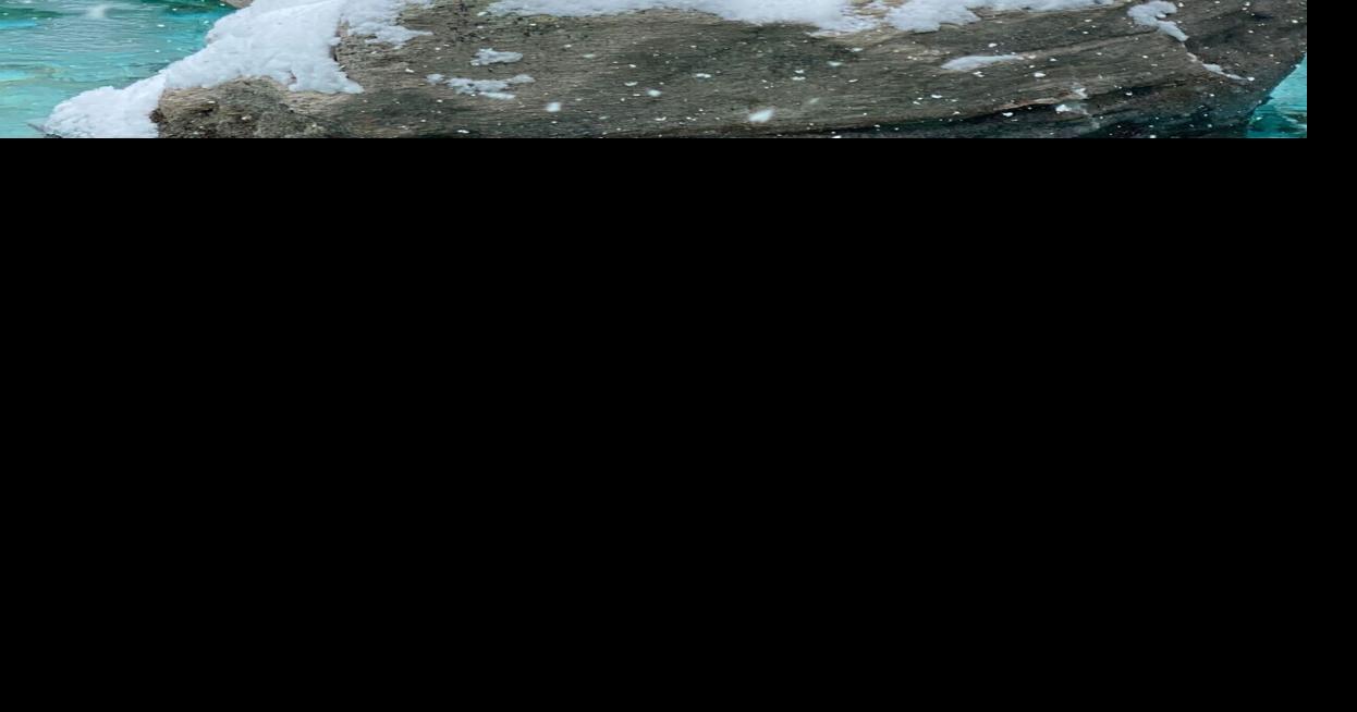 Animals at Bearizona enjoy snow | News | paysonroundup.com