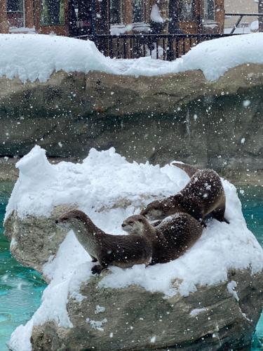 Animals at Bearizona enjoy snow | News | paysonroundup.com