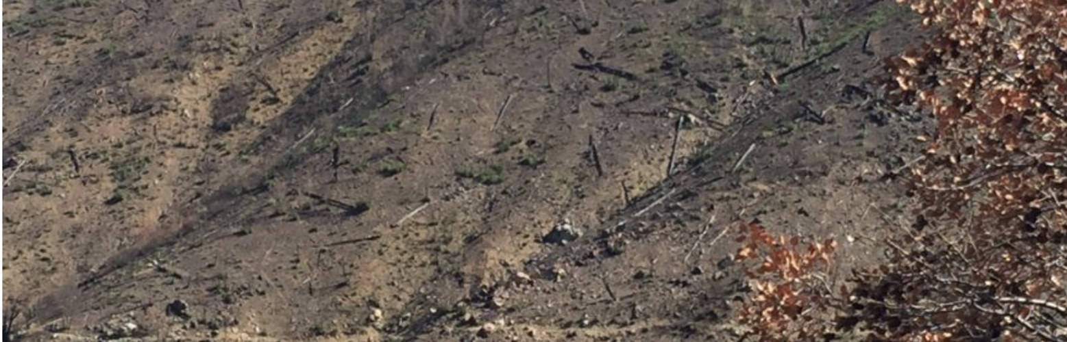 Bush Fire closure order lifted after 7 months | Local News ...