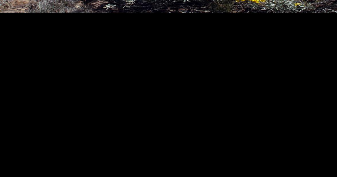 organ pipe with brittle bush.jpg | | paysonroundup.com