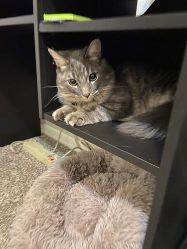 Lost cat found after accident and search in Forest Lakes | News ...