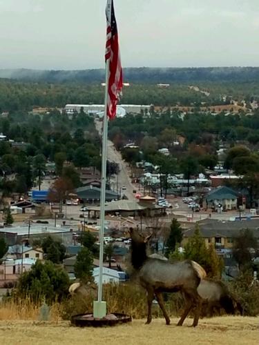 Payson's Patriotic Elk goes viral | Local News | paysonroundup.com