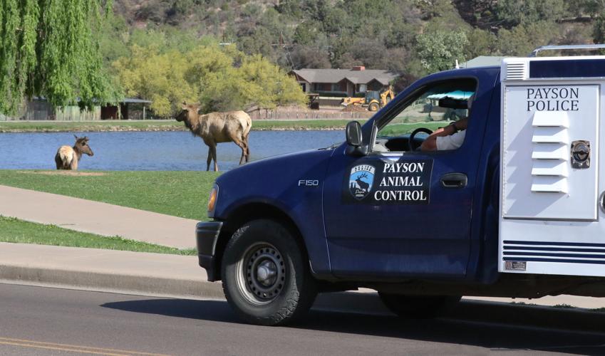 County animal control officer named to key committee | News ...