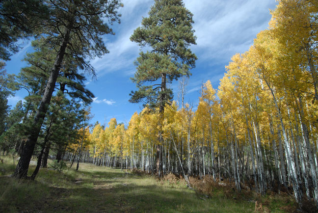 Enjoy fall in Arizona’s Rim Country | | paysonroundup.com