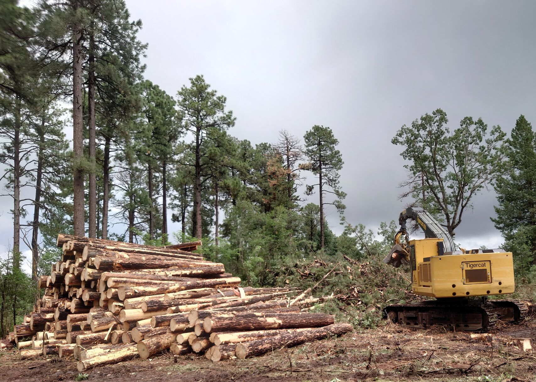 Forest thinning industry could collapse | News | paysonroundup.com