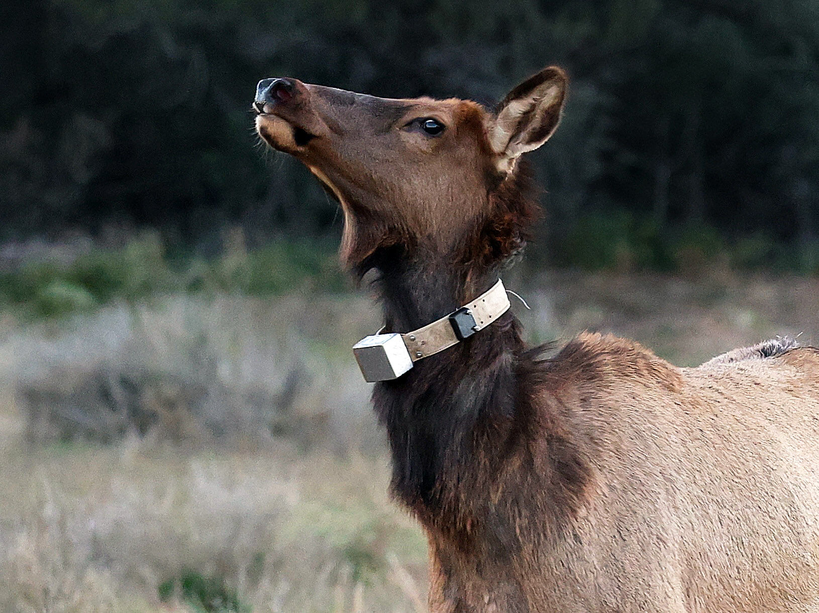 Elk movement study enters second year in Rim Country | News ...