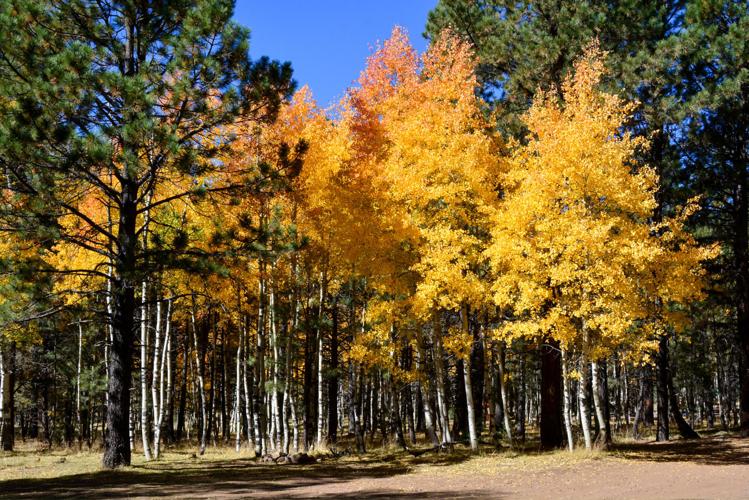 Flagstaff's foliage delights | Local News | paysonroundup.com
