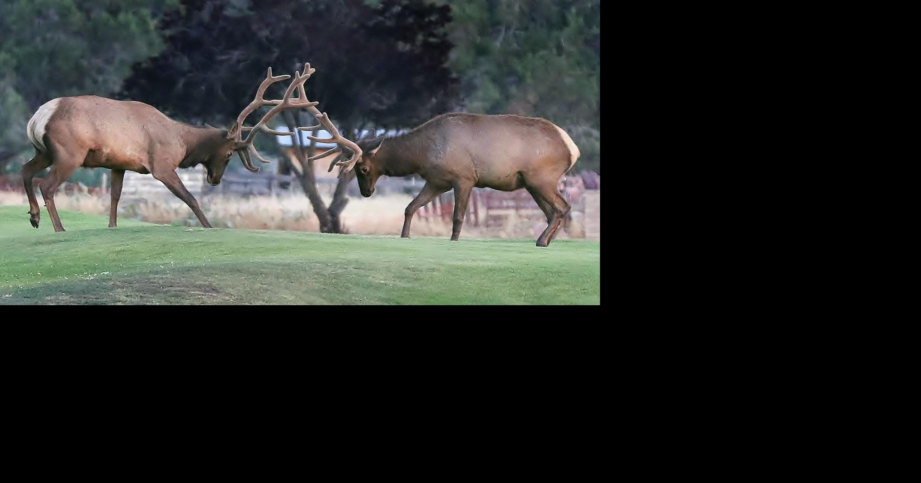 The elk are calving in Rim Country | 260 Connection | paysonroundup.com