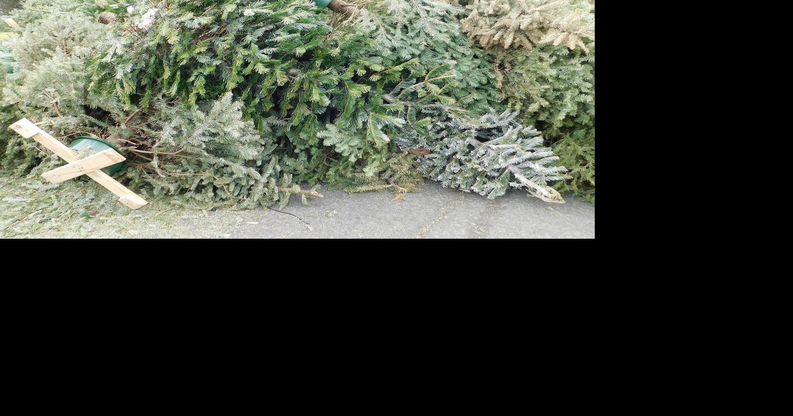 Christmas tree drop-off closed due to misuse | News | paysonroundup.com