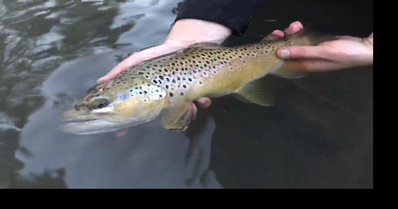 Canyon Creek only an hour away from Payson | Hunting & Fishing ...