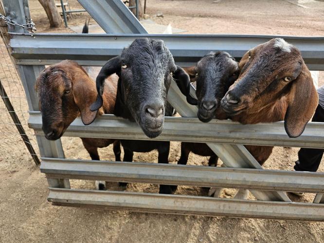 Payson’s Produce is keeping It green | News | paysonroundup.com