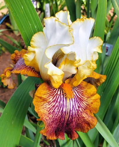 That iris in your backyard could be historic and valuable to an ...