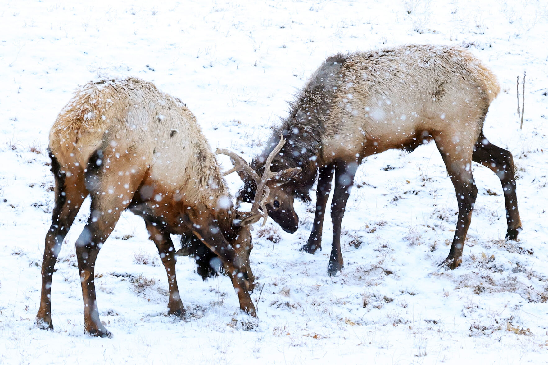 Storms interrupt record-dry winter | News | paysonroundup.com
