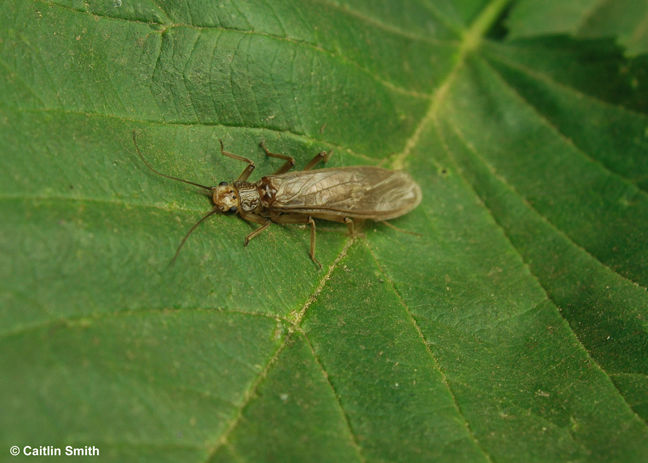 Redrock Stonefly: Itty, bitty bug survives in a ferocious world ...