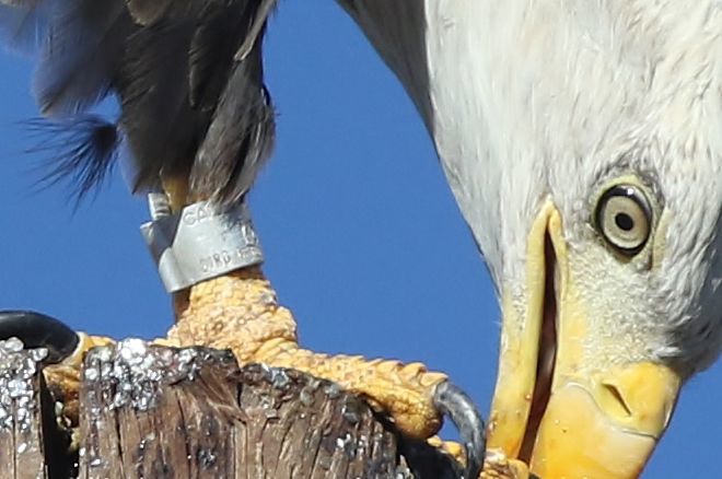 Bernie the bald eagle survives harrowing journey | Local News ...