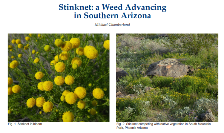 Stinknet: a South African weed taking root in southern Arizona | Gila ...