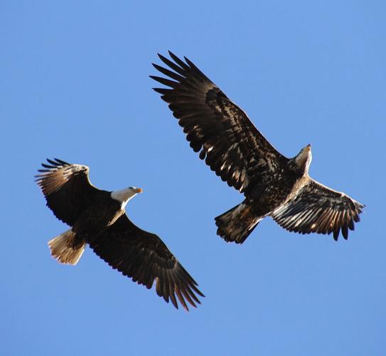 Life lessons gleaned from migrating eagles | 260 Connection ...