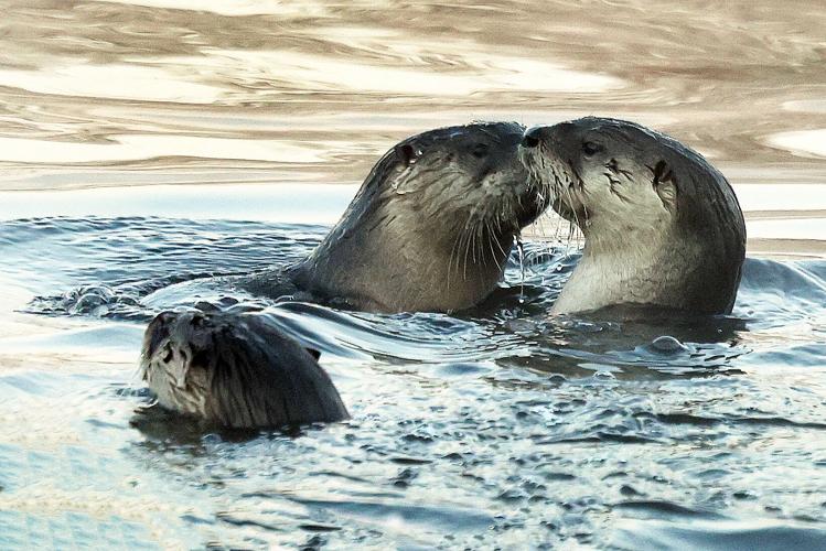 Southwestern river otters move in at Green Valley Park | News ...