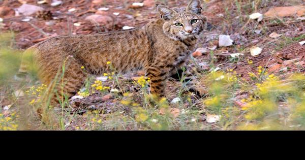 Wildlife-based recreation on the rise | | paysonroundup.com