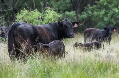 Forest Service grazing program a big money loser | 260 Connection ...