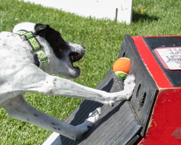 Lions' Gone to the Dogs draws crowd | Events | paysonroundup.com