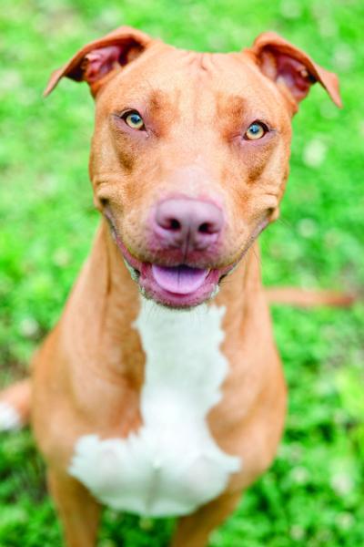 Pet of the Week: Mama Cass | | pdclarion.com
