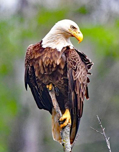 Beyond the back yard: Gibson County’s most unusual birds | Community ...