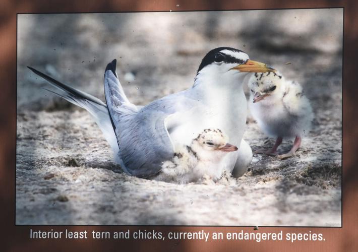 Watching for the elusive Least Tern | Local News | pdclarion.com