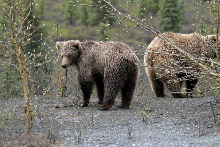 Study finds brown bears have become less aggressive around humans ...