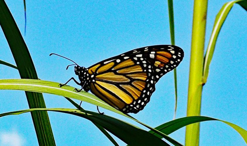 Monarch butterfly programs presented in July | Community | pdclarion.com