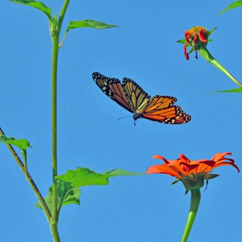 Monarch butterfly programs presented in July | Community | pdclarion.com