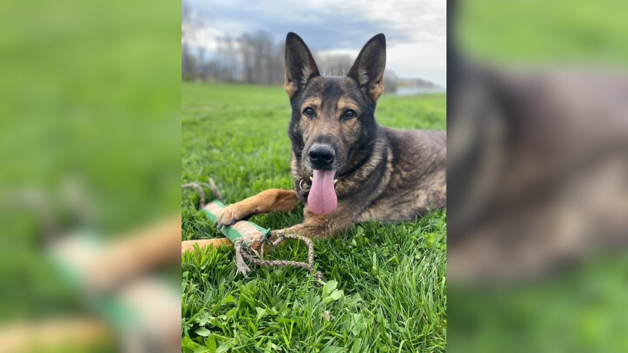Indiana State Police Lafayette District remembers late K-9 Jordy ...
