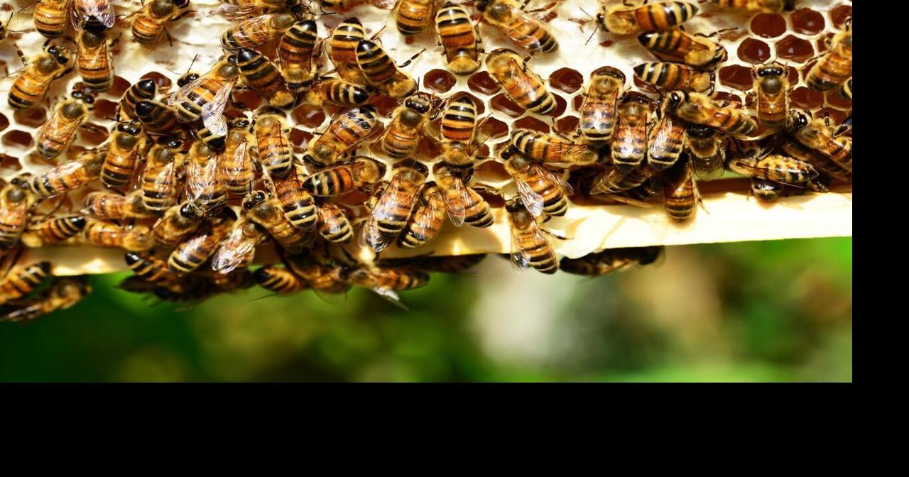 Bumblebees able to problem solve despite having tiny brains | National ...