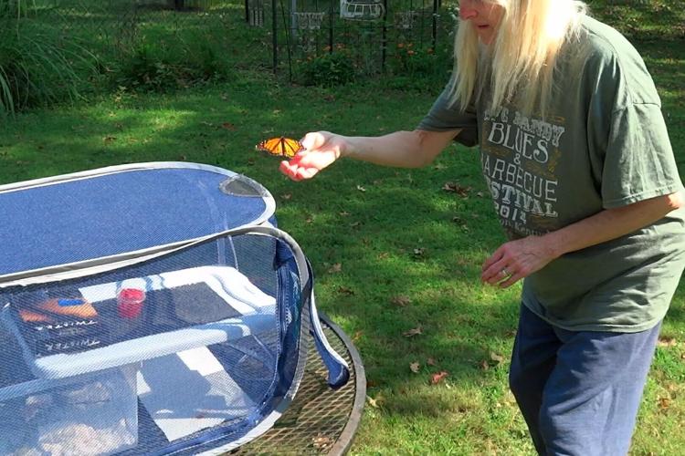 Monarch butterfly programs presented in July | Community | pdclarion.com