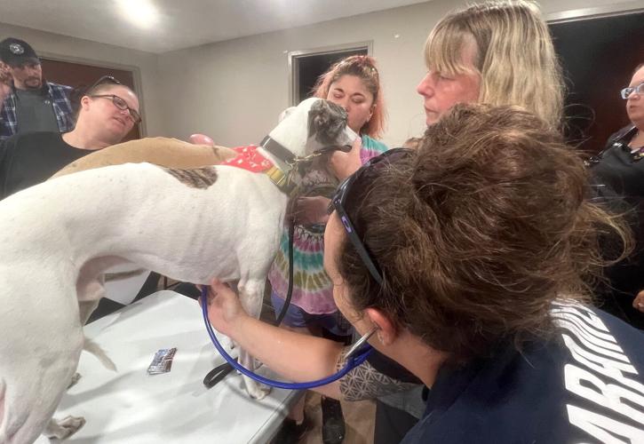 Emergency medicine for pets | News | pdclarion.com