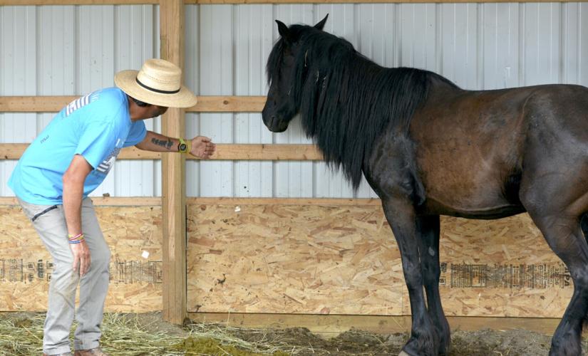 Horse sense: 'Mustang Speaks' film documents brain-based Mustang ...