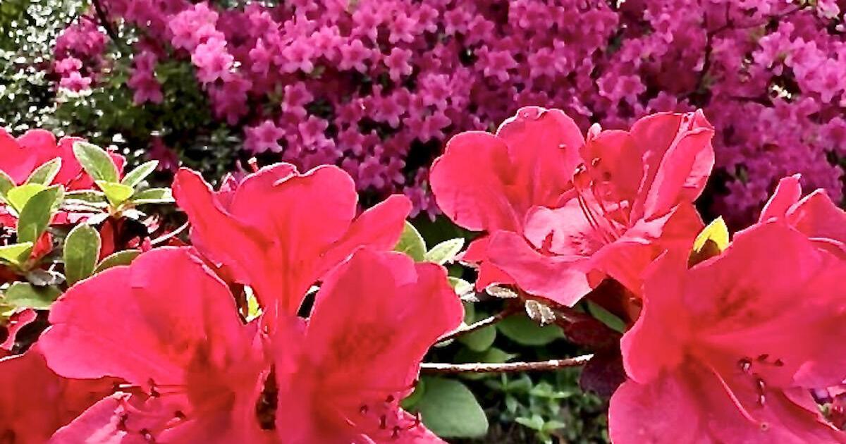Peak bloom | Community | pdclarion.com