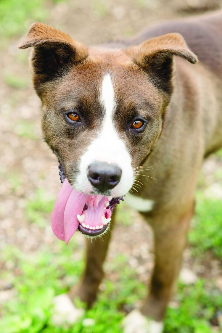 Pet of the Week: Morton | | pdclarion.com