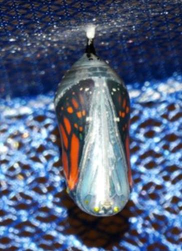 Monarch butterfly programs presented in July | Community | pdclarion.com