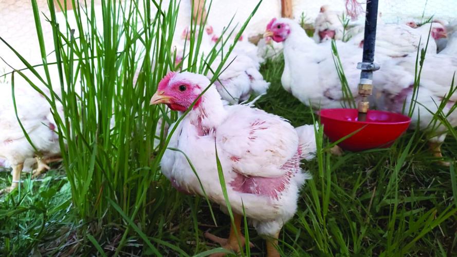 Chicken producers pivot during supply shortage | The Eastern Graphic ...