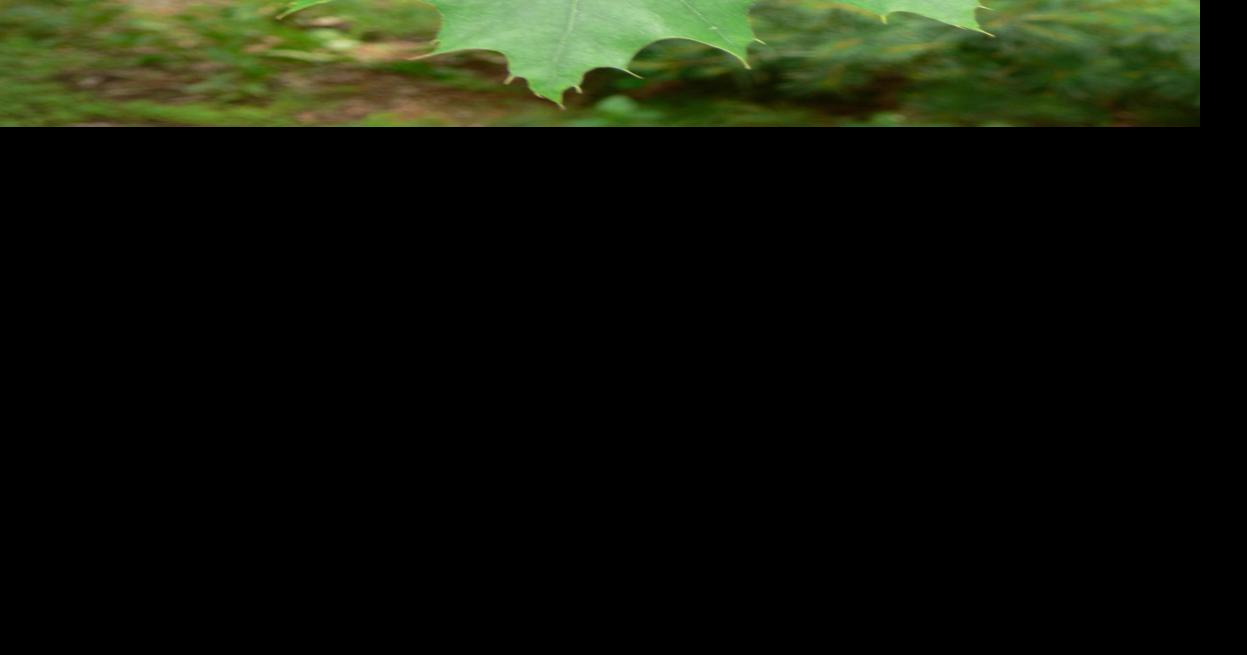 Learning about native trees and shrubs | The Eastern Graphic ...