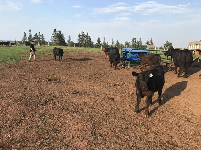 Historic first for PEI: Ford takes over helm of Angus Association ...