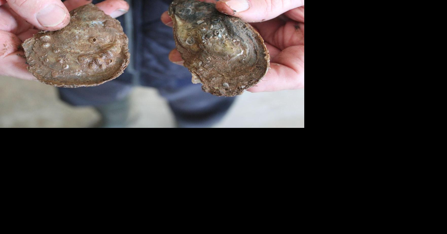 MSX resistant nursery on the way for PEI Shellfish Association | West ...
