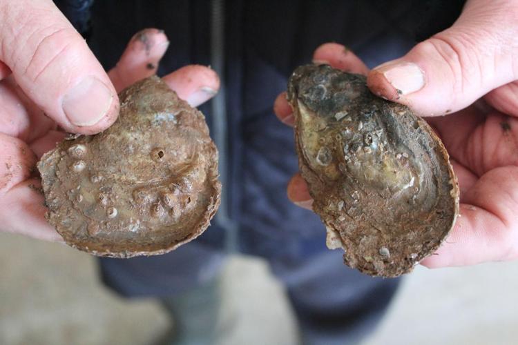 MSX resistant nursery on the way for PEI Shellfish Association | West ...