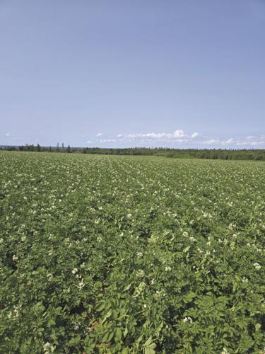Potato season ahead of schedule for some Kings County farms | The ...