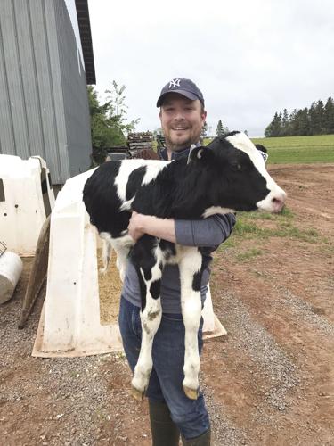 Red Oak Farms continues success among dairy herds | Island Farmer ...