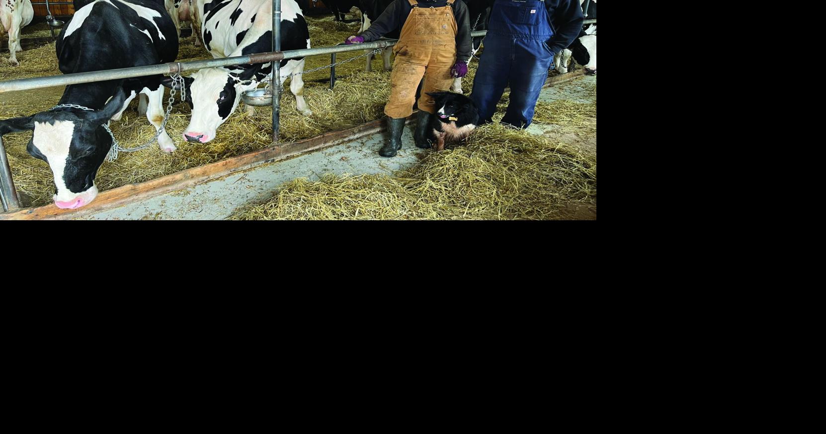 Craggan Farms wins second Sampson Milk Quality Award | Island Farmer ...