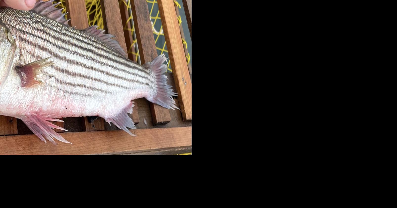 Atlantic fishers want DFO to control striped bass population | The ...