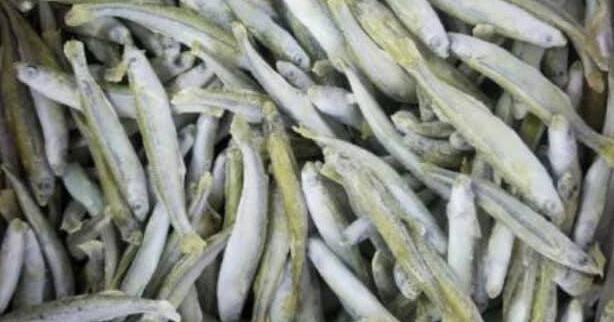 Lack of information from DFO on silverside decline is concerning ...