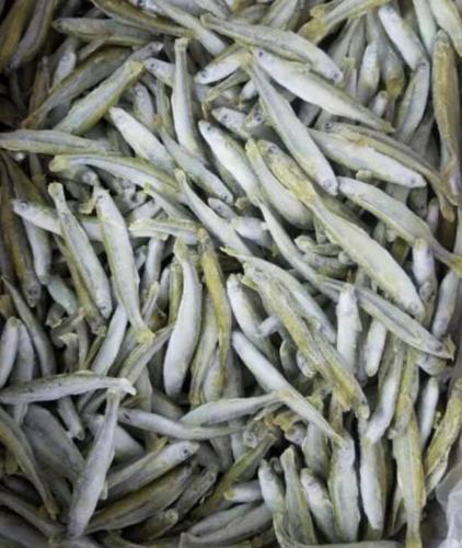 Lack of information from DFO on silverside decline is concerning ...